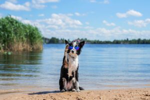10 Summer Dangers for Pets | Happy Tails Emergency Veterinary Clinic