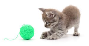 My Cat Ate String: Should I Be Concerned? | Happy Tails Emergency ...