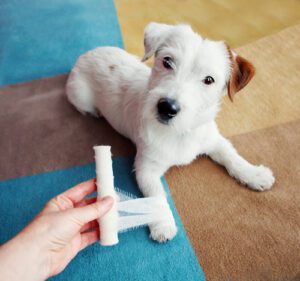 Spider Bites on Dogs: Signs to Look for & What to Do | Happy Tails ...